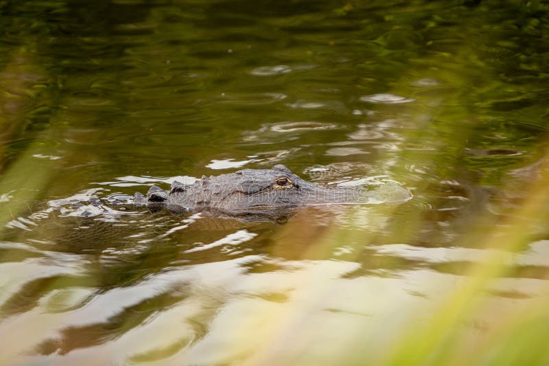 Alligator Floating by stock photo. Image of national - 276446362