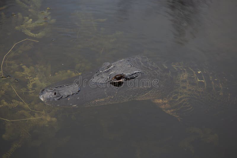 Alligator Floating by stock image. Image of reptile - 276446393