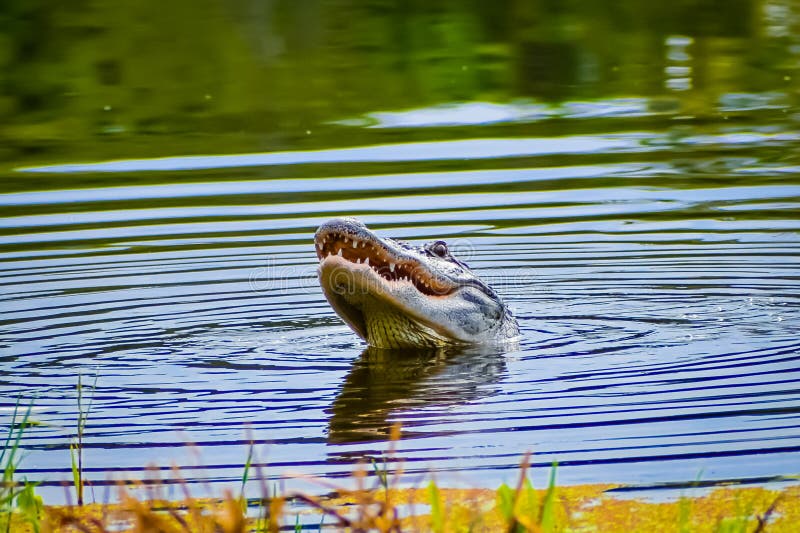 Alligator in Swamp Eating Prey Stock Image - Image of palm, eating ...