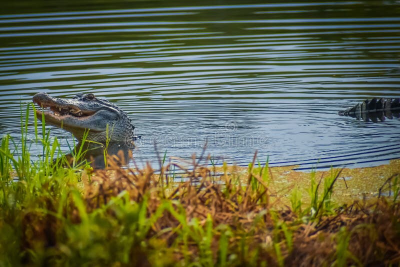 Turtle catches the frisbee stock image. Image of catch - 31708283