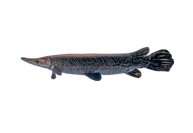 478 Alligator Gar Stock Photos - Free & Royalty-Free Stock Photos from ...