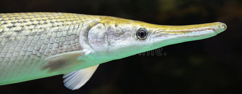 Alligator Gar stock image. Image of aquatic, aquarium - 32220829