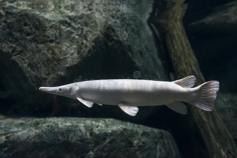Alligator Gar stock image. Image of nature, alligator - 80521161
