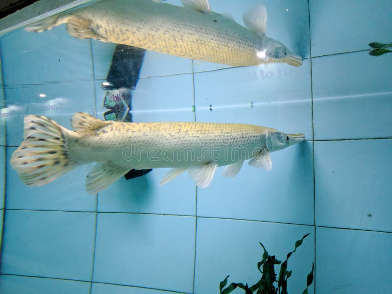 Alligator Gar Aquarium Fish in the Water Stock Photo - Image of water ...