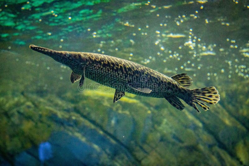 Alligator Gar Captured Underwater Stock Photo - Image of underwater ...
