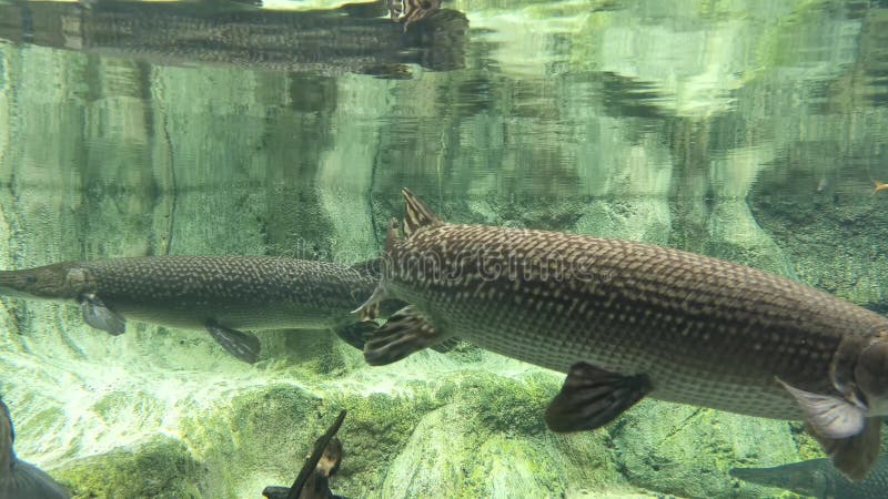 Alligator Gar in a Clear Aquarium. Predator Alligator Gar in a Clear ...