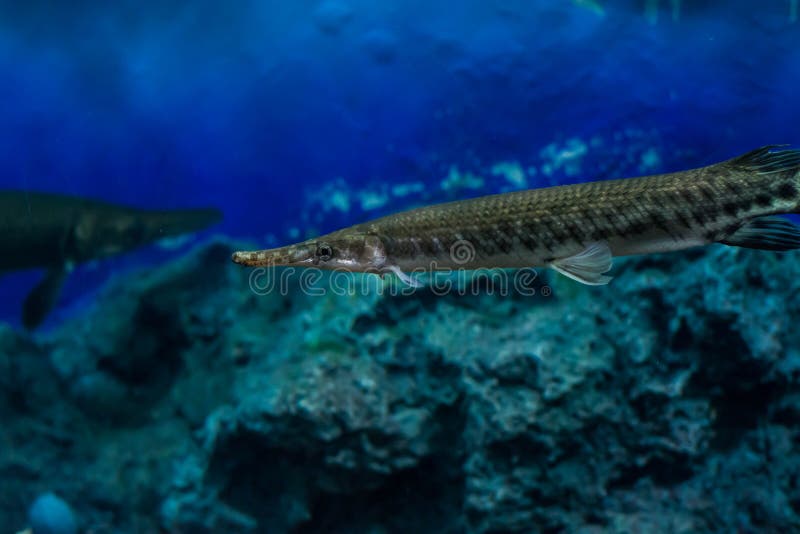Alligator Gar stock photo. Image of frighten, animal - 79418428