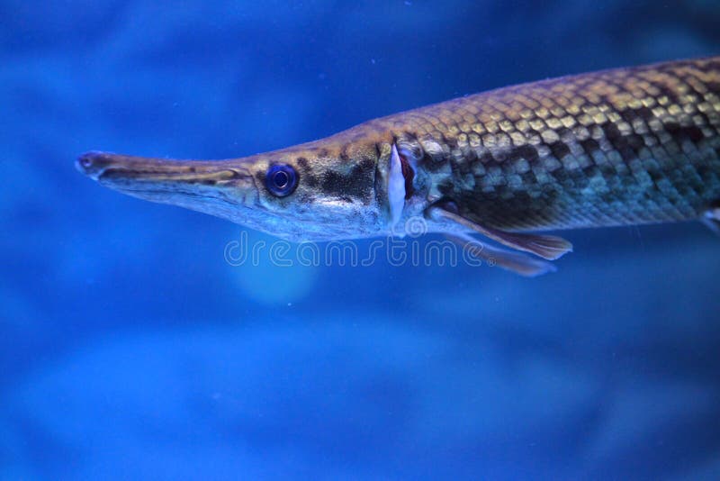 Alligator gar stock image. Image of spatula, atractosteus - 46004257
