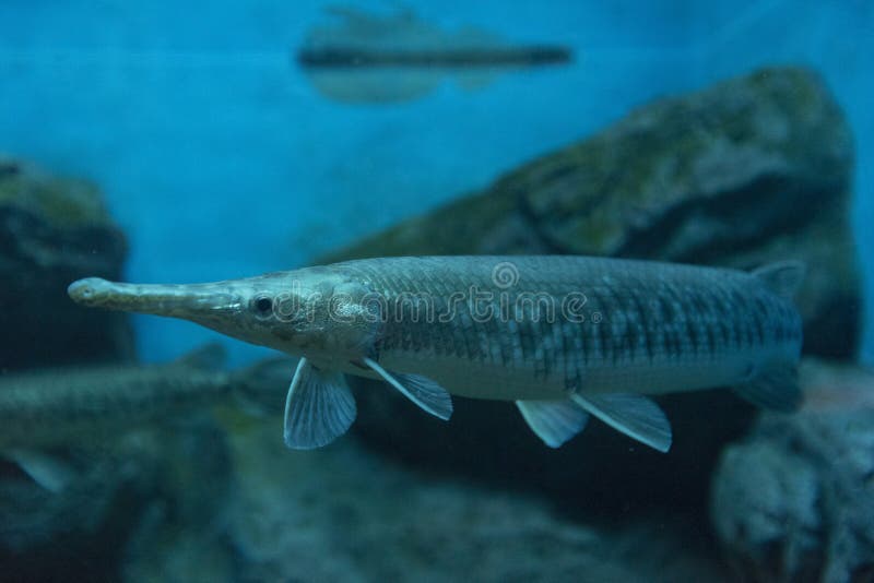 Alligator Gar Fish in Aquarium Stock Image - Image of beautiful ...