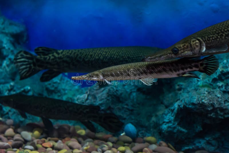 Alligator Gar stock image. Image of hobbies, frighten - 79419241