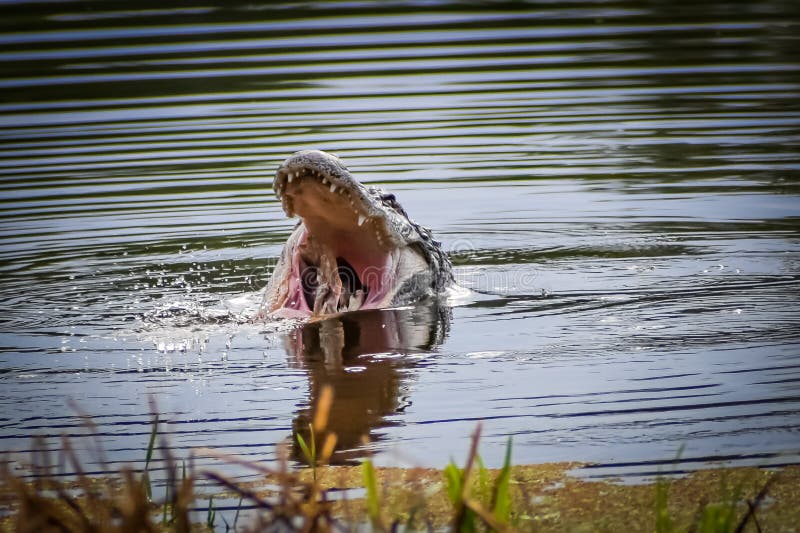 Alligator in Swamp Eating Prey Stock Image - Image of marsh, forest ...