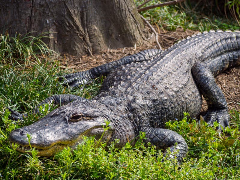 Alligator laying on grass stock photo. Image of animal - 36327820