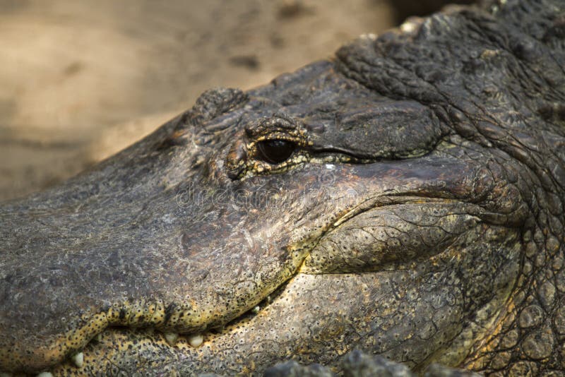 Fat Alligator on Ground stock image. Image of animal - 87753091