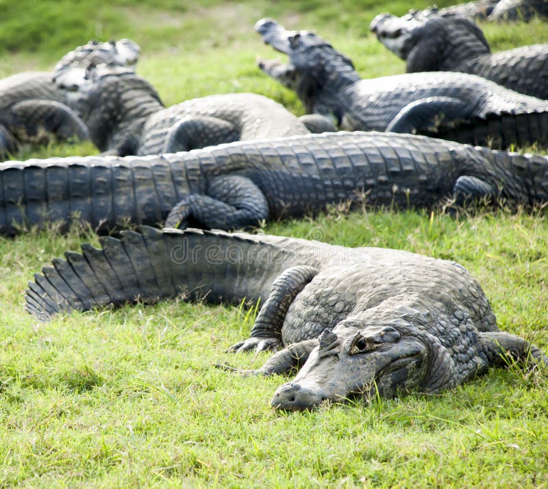 Alligators stock image. Image of brown, animal, congregation - 1326543