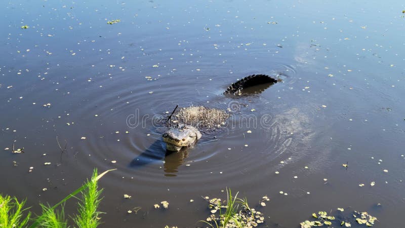 Alligator Growling in Florida Lake. Stock Video - Video of crocodile ...