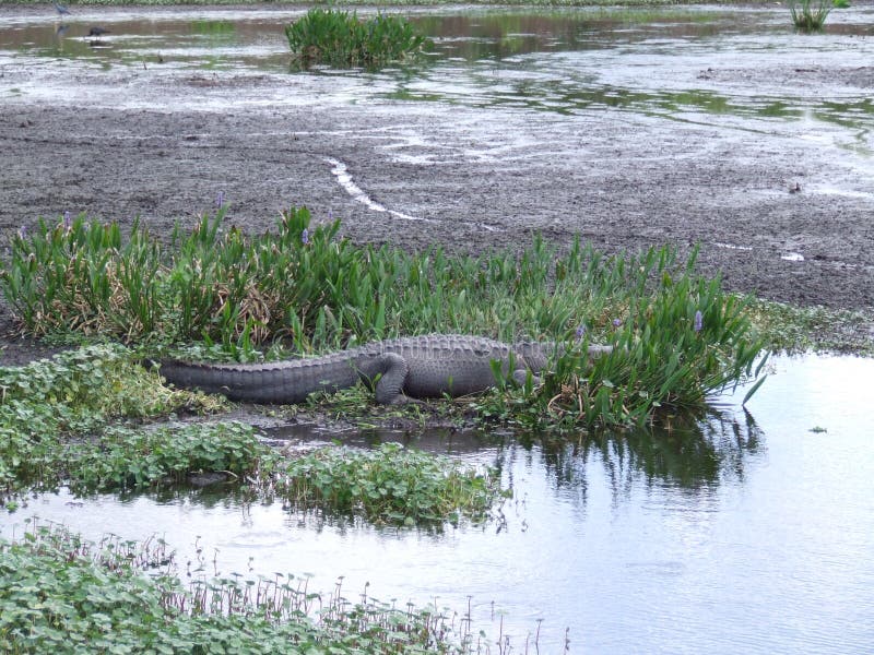 Alligator stock photo. Image of park, water, reptile - 87305796
