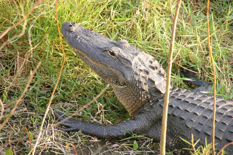Alligator Head stock image. Image of swamp, gator, florida - 439709