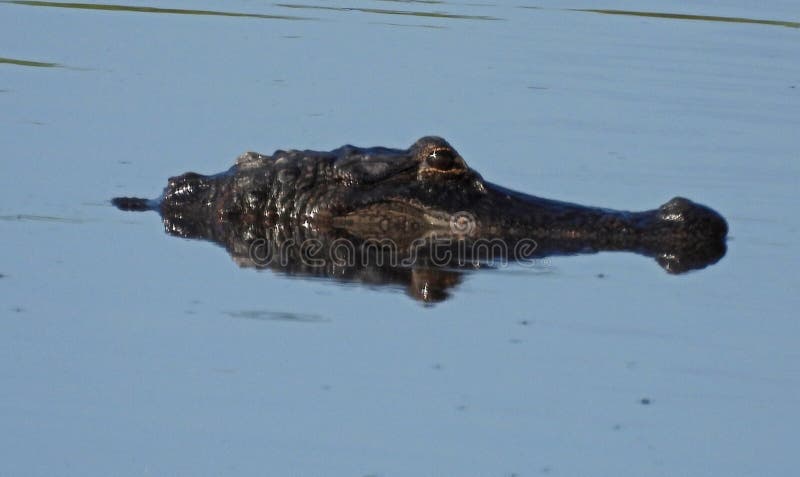 Alligator Head stock image. Image of wildlife, florida - 275162913