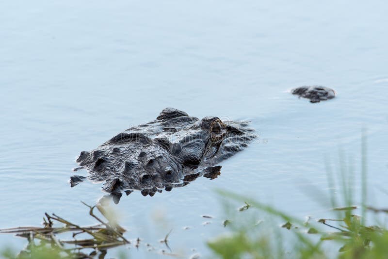 Alligator Head View from Above Stock Photo - Image of gator, jungle ...
