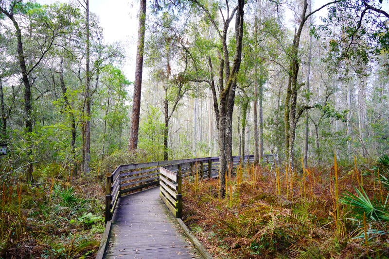 Alligator is Hiding in Swamp Stock Photo - Image of grassland, baby ...