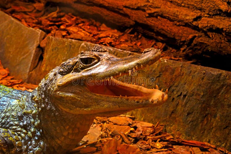 Alligator with Its Mouth Open Under the Red Light Stock Image - Image ...