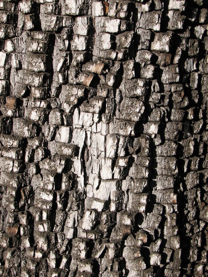 Alligator juniper bark stock image. Image of cracks, contrast - 2167673