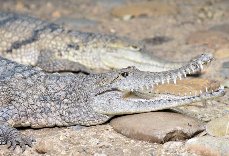Alligator/kajman/krokodil fotografering för bildbyråer. Bild av ...