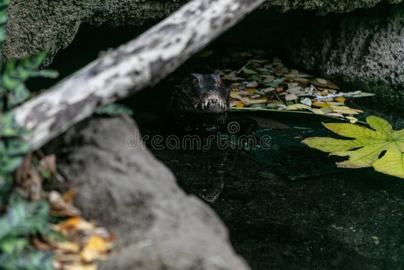 Alligator in a Lake Surrounded by Tree Branches and Leaves Under the ...