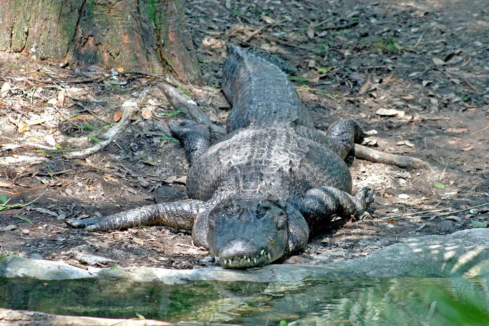 Alligator stock photo. Image of fangs, crocodile, lake - 61434376
