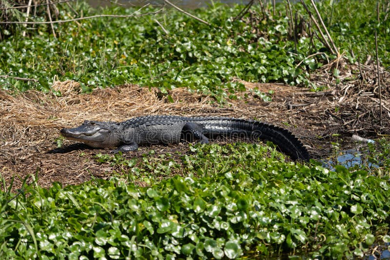 Alligator Laying in the Sun Stock Image - Image of lake, american ...