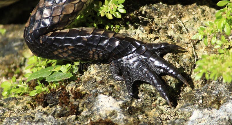 Alligator leg and foot stock image. Image of claws, yellow - 78289817