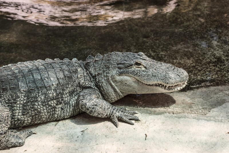 Alligator Lies at the Bottom of the Pool Stock Photo - Image of teeth ...