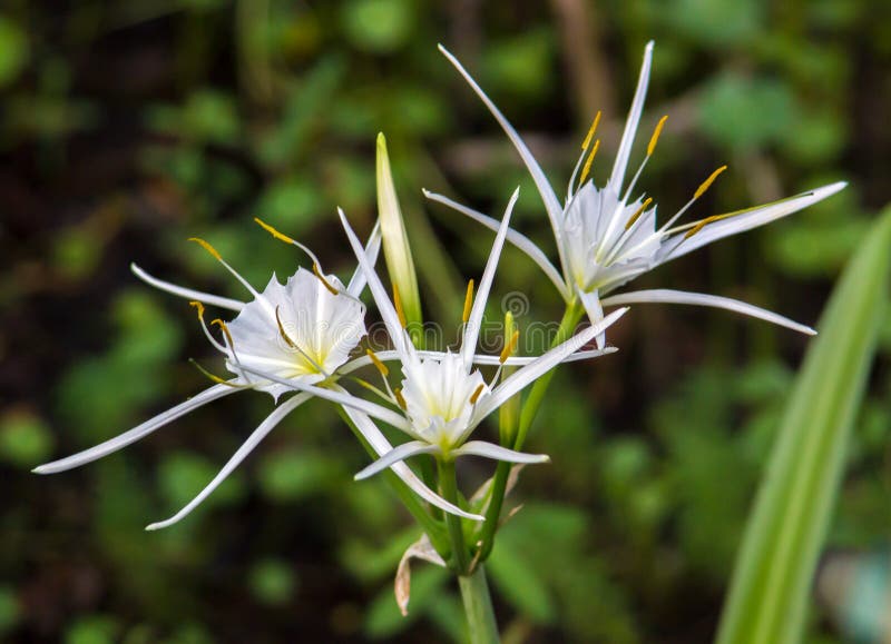 Alligator Lily stock photo. Image of alligator, lily - 59984828