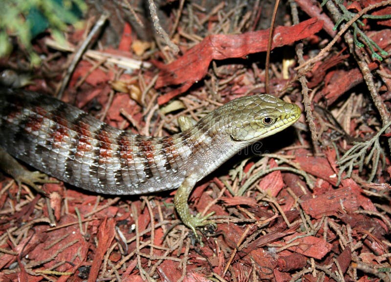 Alligator Lizard stock image. Image of horizontal, male - 27055869