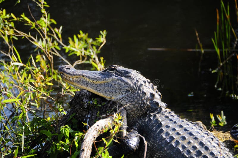 Alligator on a Log stock image. Image of wetlands, sunning - 45265205