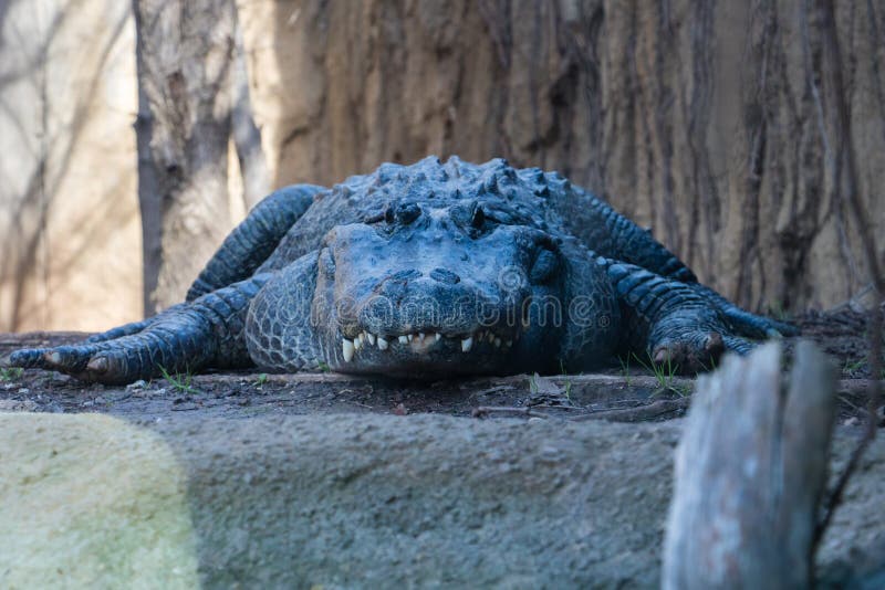 Alligator Looking at You stock image. Image of duck, gator - 86608369