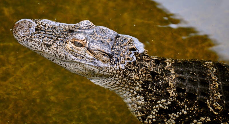 Alligator looks-1 stock photo. Image of fauna, gator - 33083390
