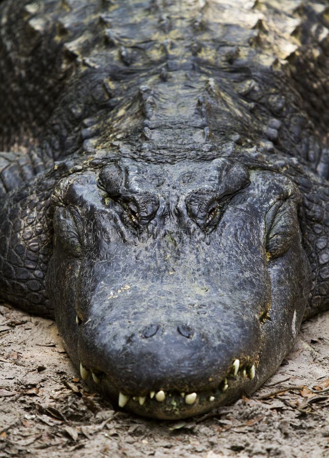 Fat Alligator on Ground stock image. Image of animal - 87753091