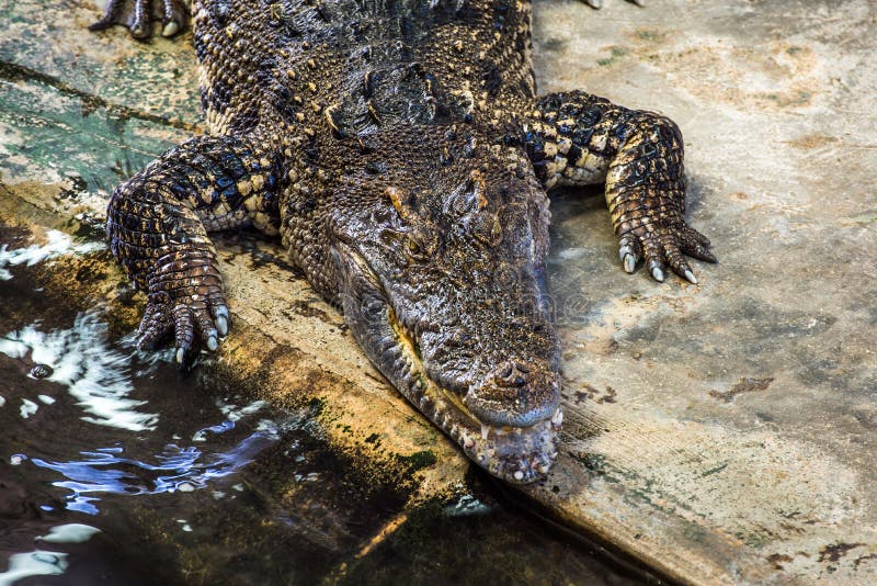 Alligator Lying on a Rock stock photo. Image of claw - 220317386