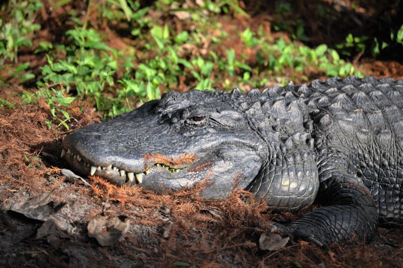 Alligator Lying in Vegetation Stock Photo - Image of danger, creation ...