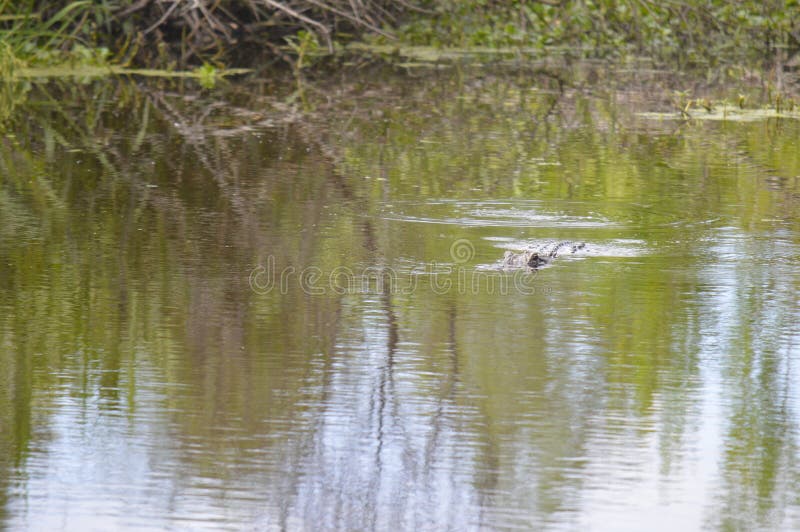 Alligator in the marsh stock photo. Image of beautiful - 92555492