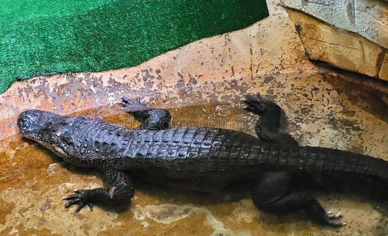 Alligator in Memphis zoo stock photo. Image of fish - 262408352