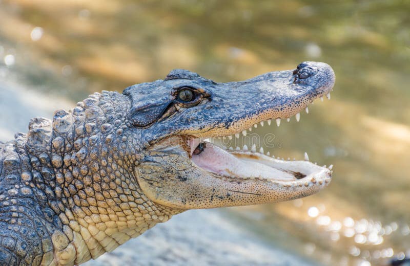 Alligator Américain (mississippiensis D'alligator) Photo stock - Image ...