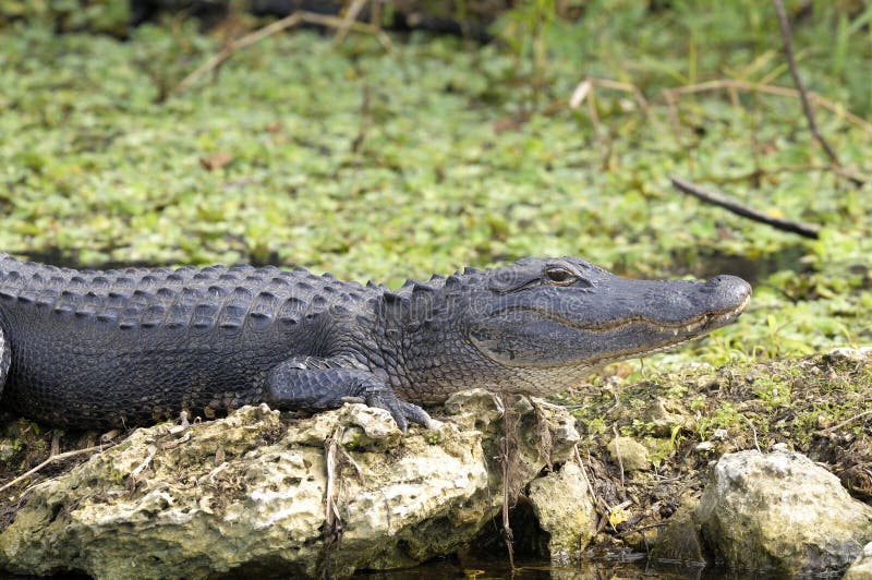 Alligator Mississippiensis, American Alligator Stock Image - Image of ...