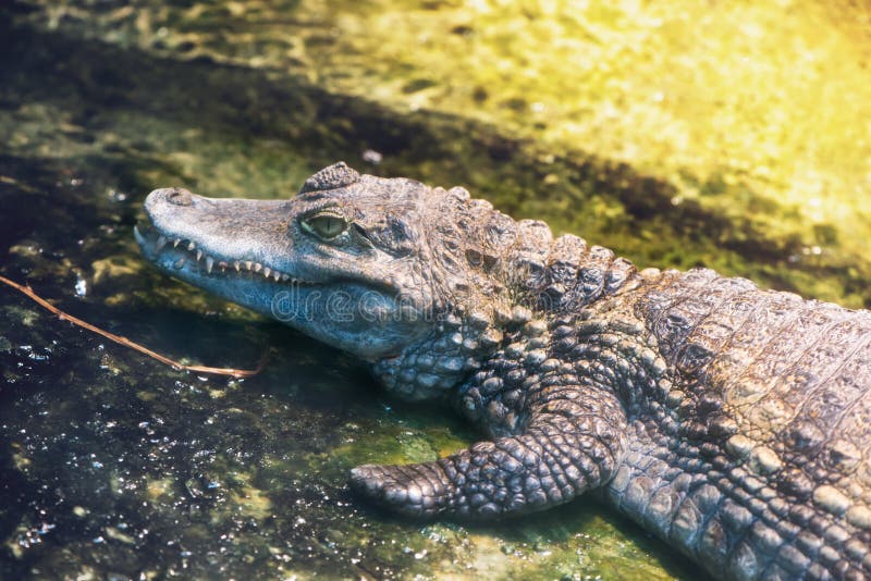 Alligator Moving Above Water Stock Photo - Image of looks, reptilian ...