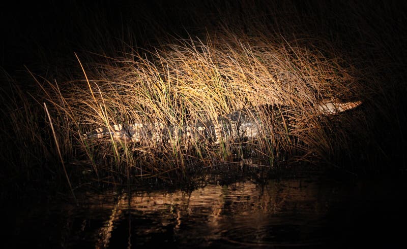 Alligator at Night stock image. Image of wildlife, raining - 15604037