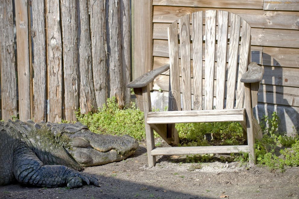 Alligator outside home stock image. Image of lurking - 12149361