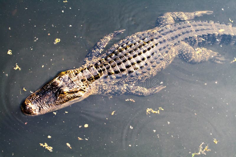 Alligator in Pond stock photo. Image of alligator, nature - 5226904