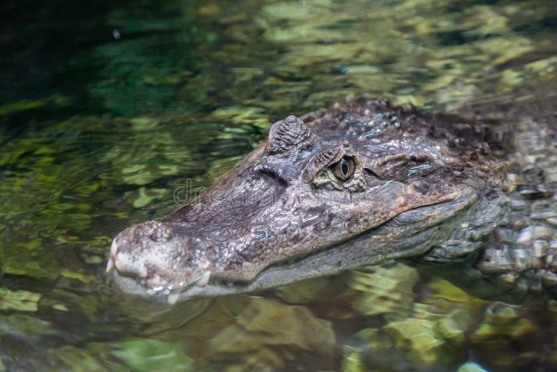 Alligator in a pond stock photo. Image of reptile, alligator - 63527134