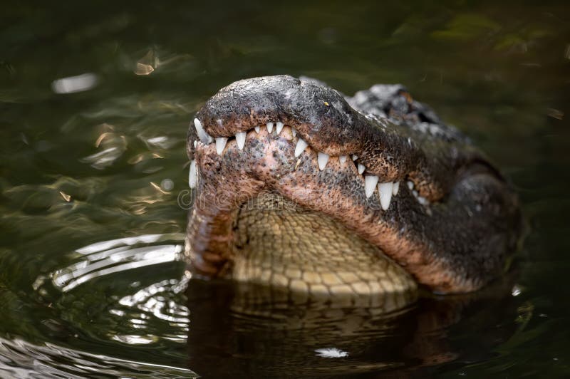An Alligator Portrait stock photo. Image of american - 189846998